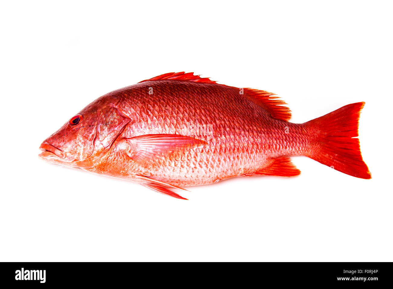 Northern Red Snapper Lutjanus campechanus fish isolated on a white ...