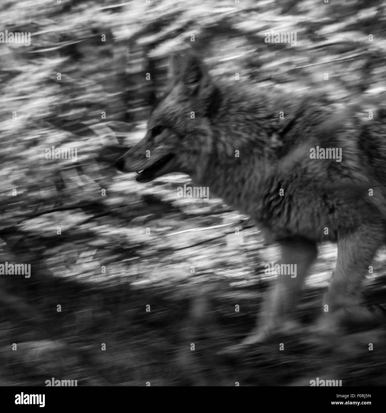 Motion speed wildlife hi-res stock photography and images - Alamy