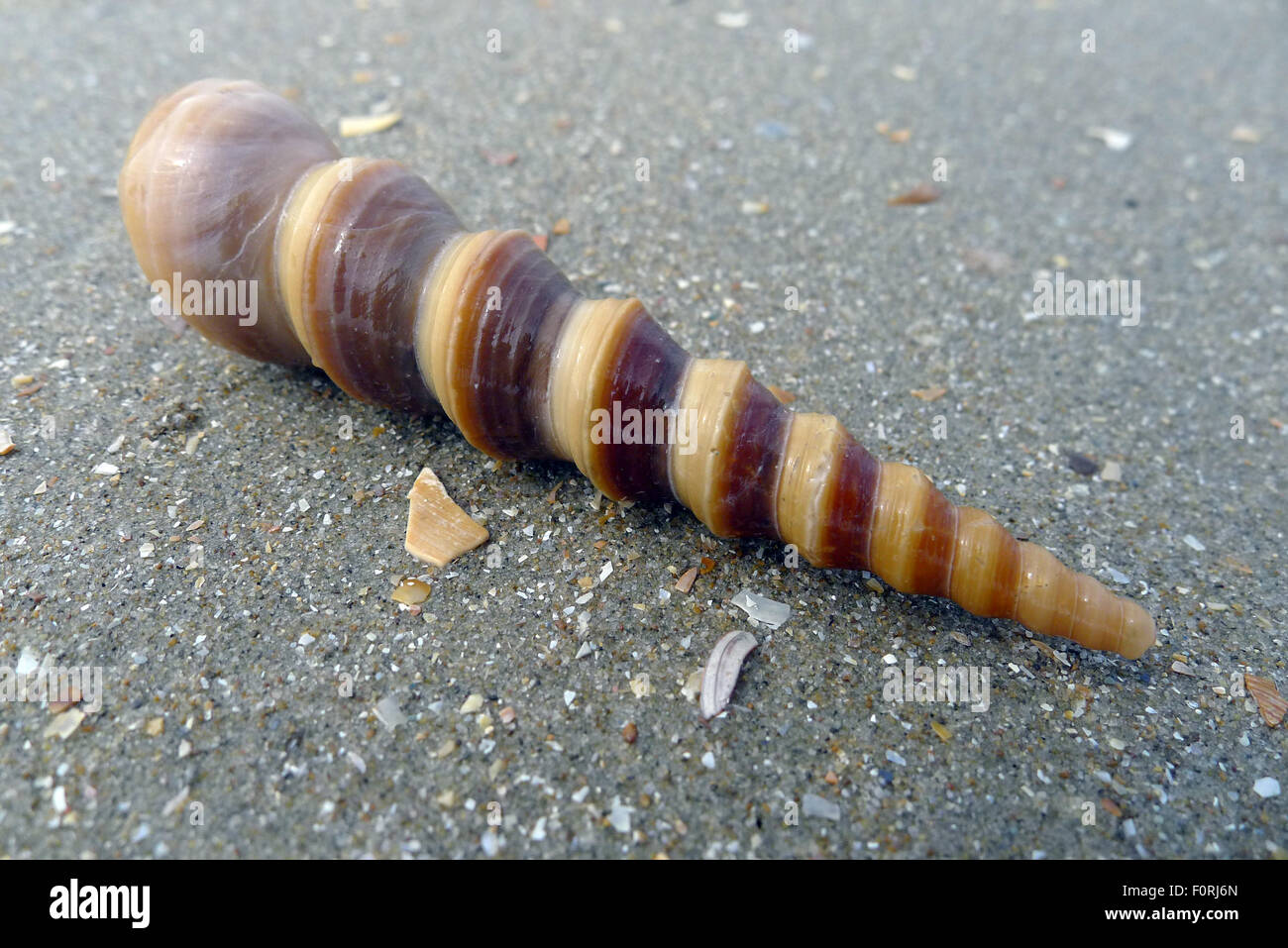 tower shell on beach Stock Photo - Alamy