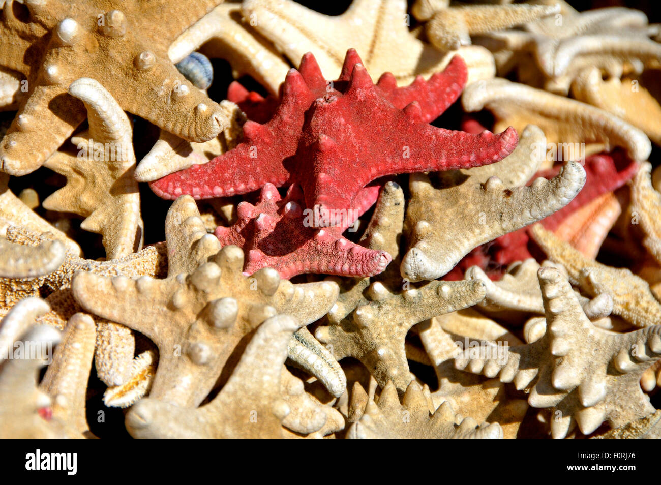 many dried sea stars Stock Photo - Alamy