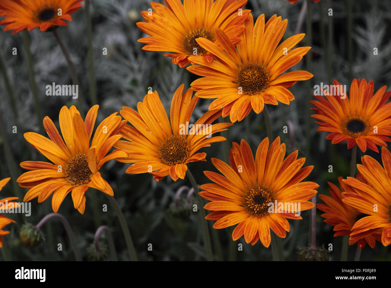 Arctotis hi-res stock photography and images - Alamy
