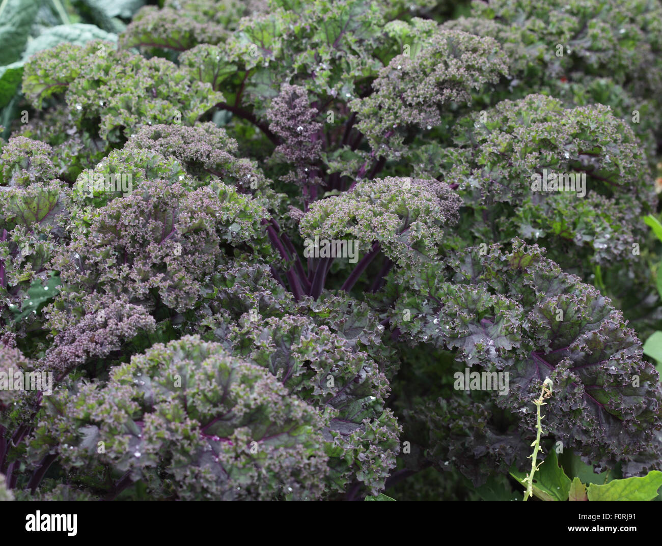 Brassica oleracea 'Redbor' Kale close up of plant Stock Photo - Alamy