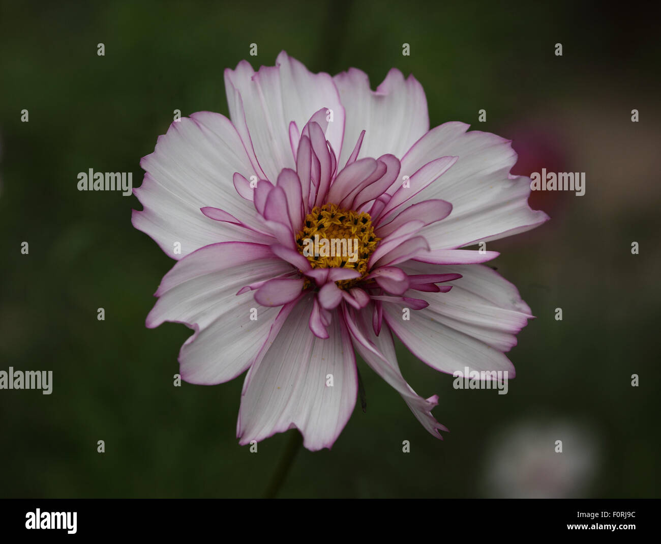 Razzamatazz hi-res stock photography and images - Alamy