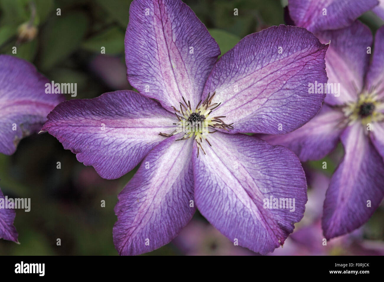 Clematis venosa violacea hi-res stock photography and images - Alamy