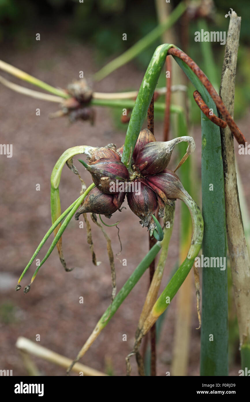 Allium cepa Tree Onion close up of mature bulb Stock Photo - Alamy