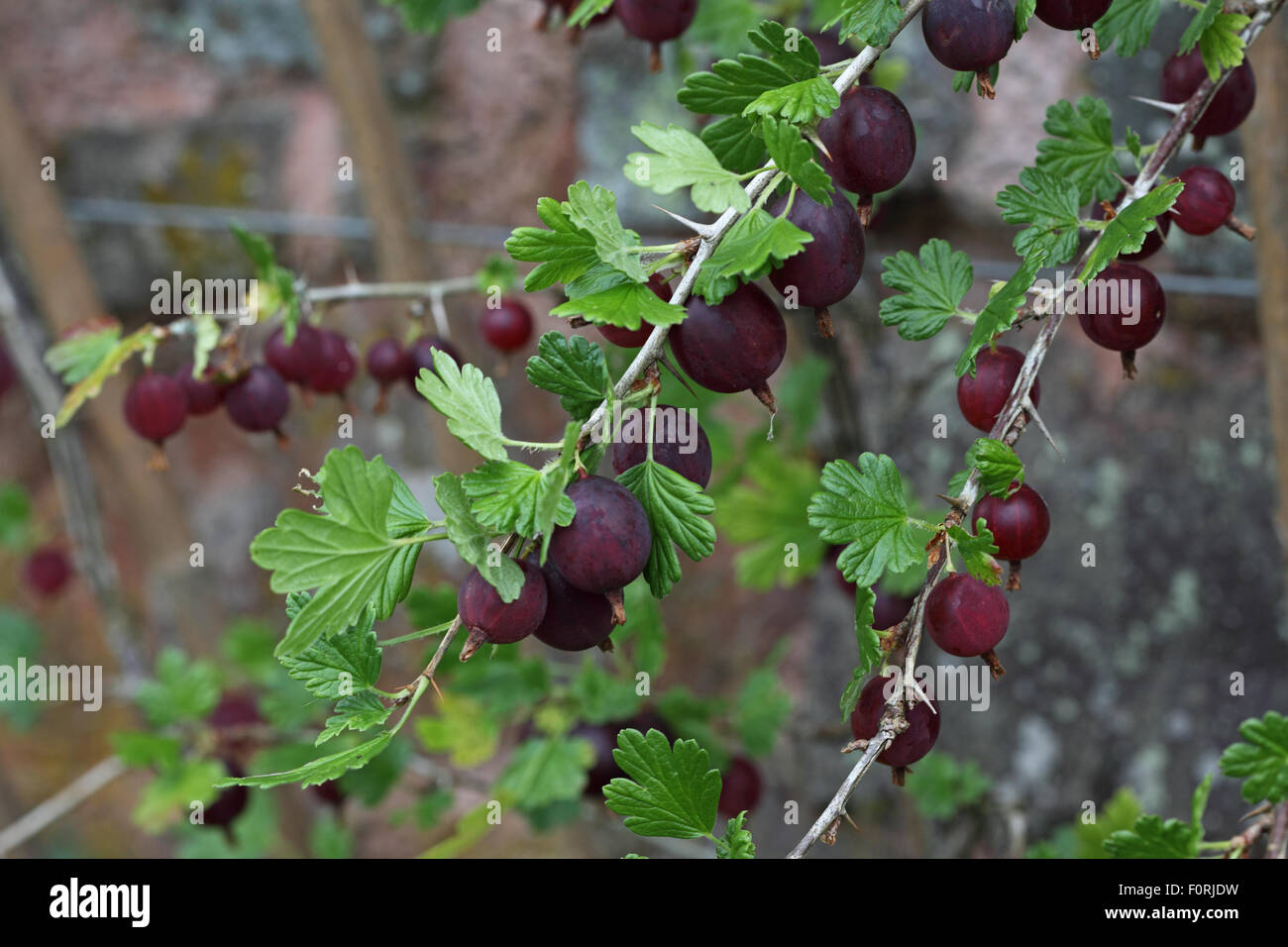 Worcesterberry hi-res stock photography and images - Alamy