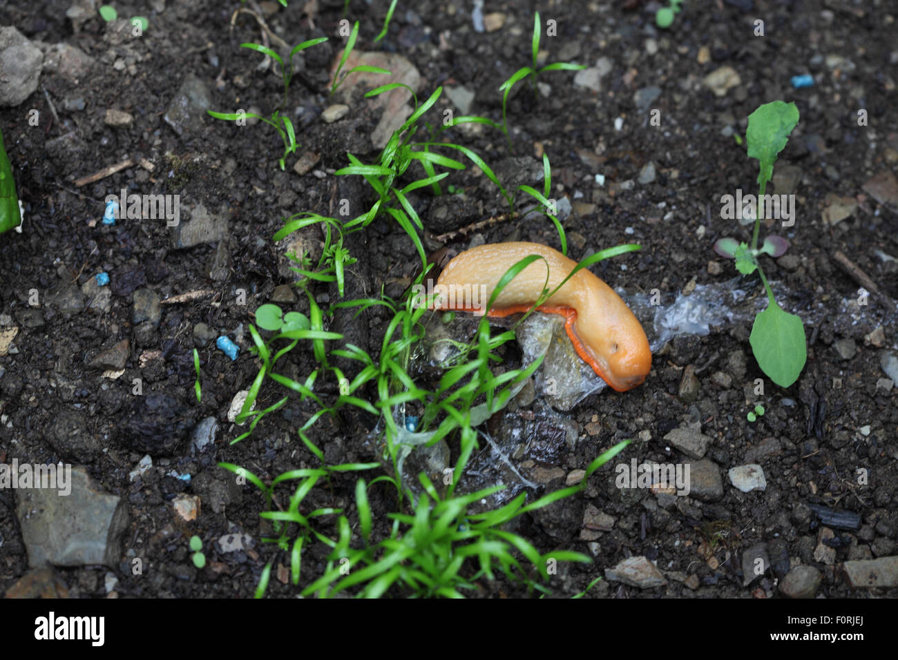 Arion ater Brown slug after contact with slug pellets Stock Photo - Alamy