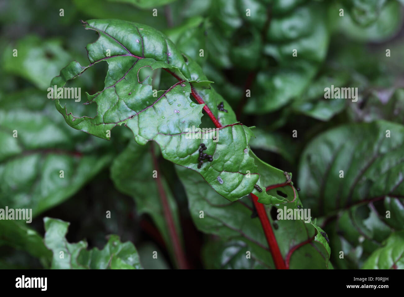 Caterpillar damage on chard leaves hi-res stock photography and images ...