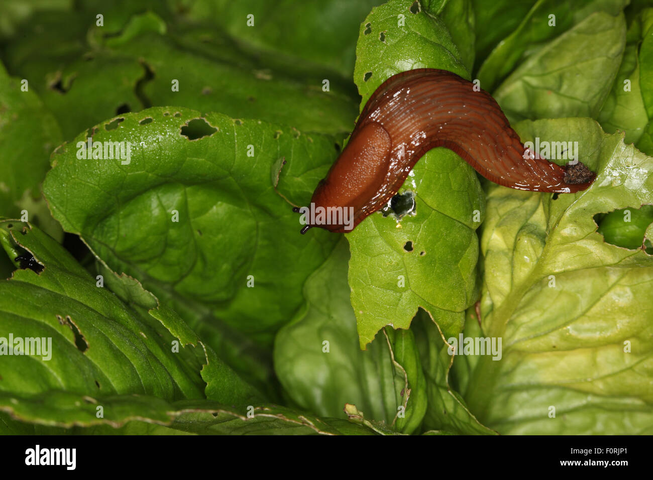 Arion ater Black slug feeding on lettuce Stock Photo - Alamy