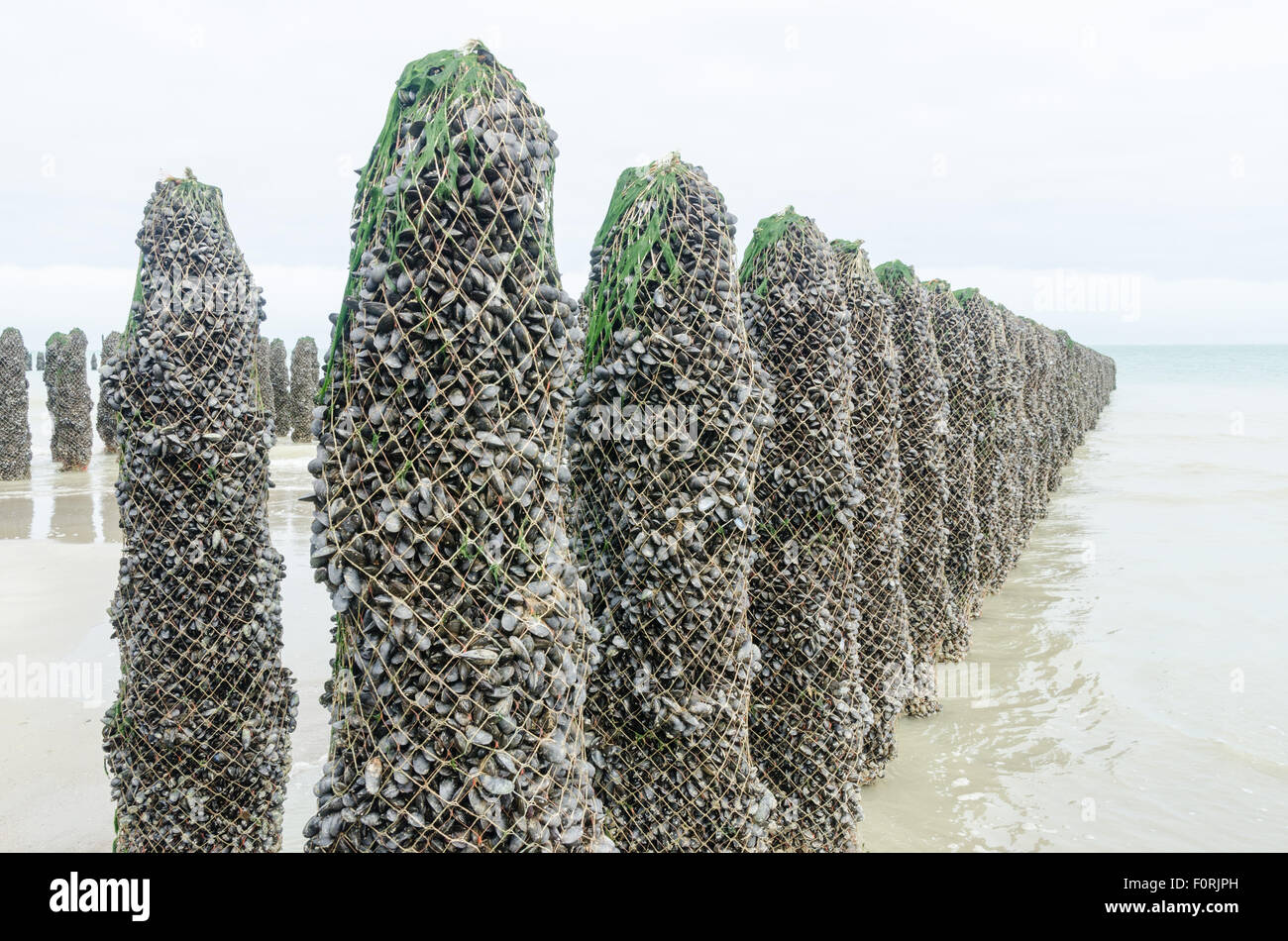 Bouchot mussels growing on poles along the coast in Normandy, France ...