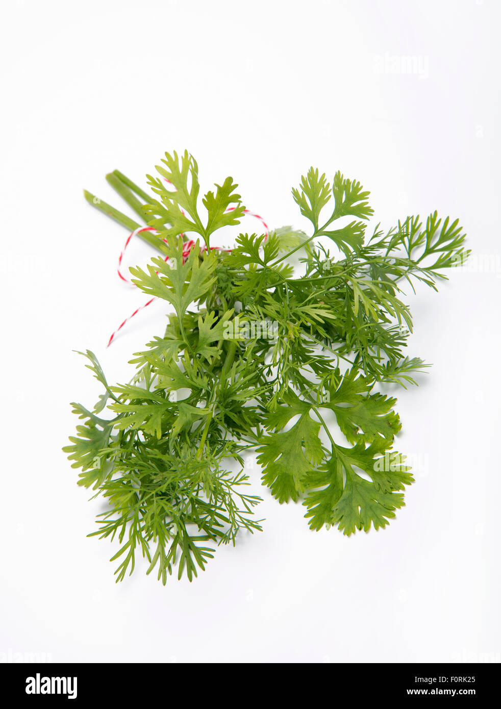 Coriander isolated on white background Stock Photo - Alamy
