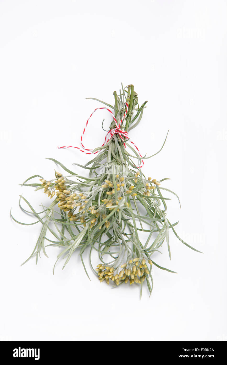 Kukurma bouquet isolated on white background Stock Photo - Alamy