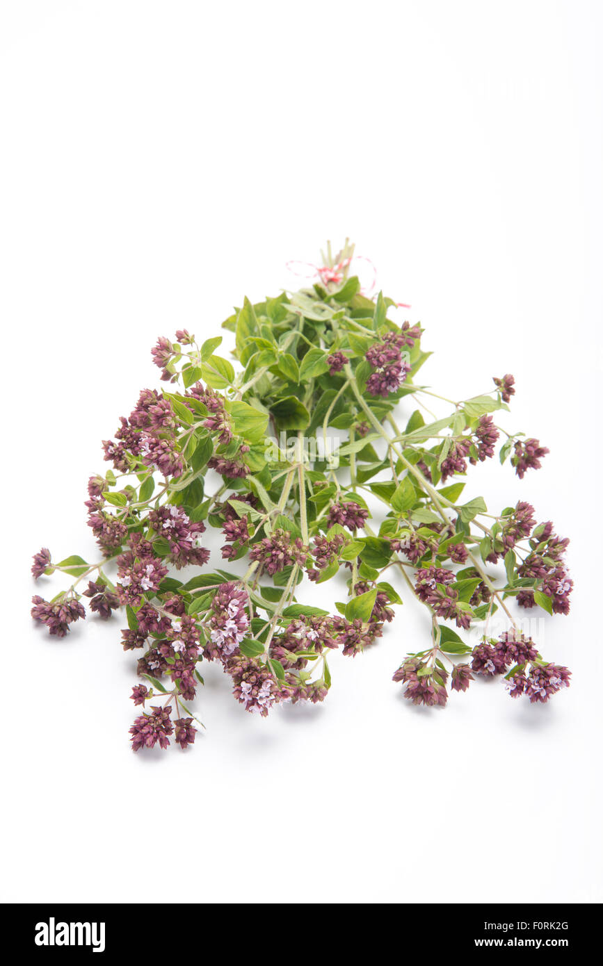 Oregano isolated on white background Stock Photo - Alamy