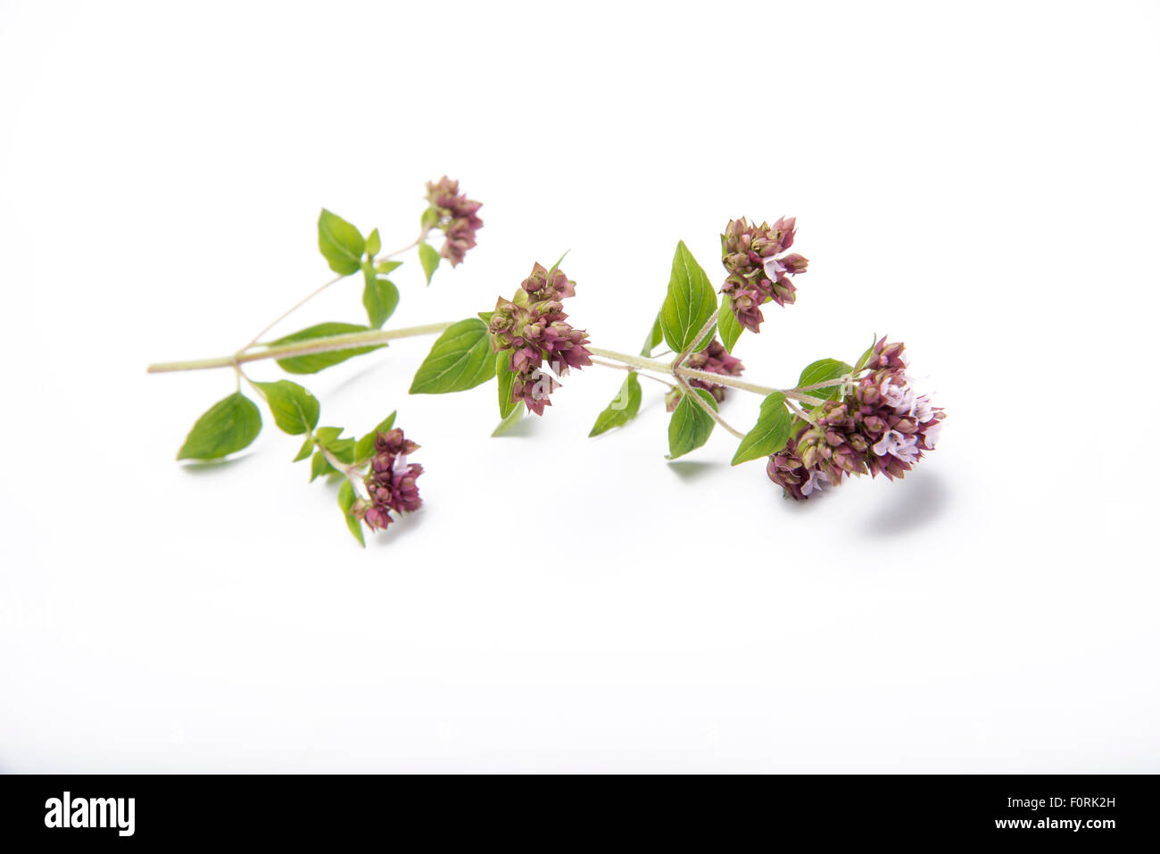 Oregano leaf and flowers isolated on white background Stock Photo - Alamy