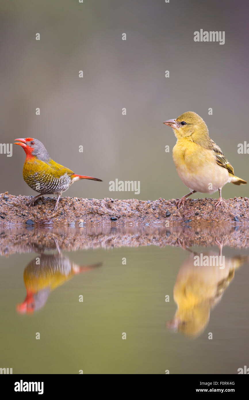 Melba Finch High Resolution Stock Photography and Images - Alamy