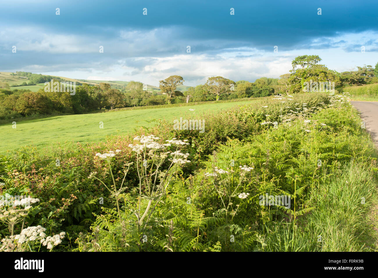 Countryside in Dorset, England, UK Stock Photo - Alamy