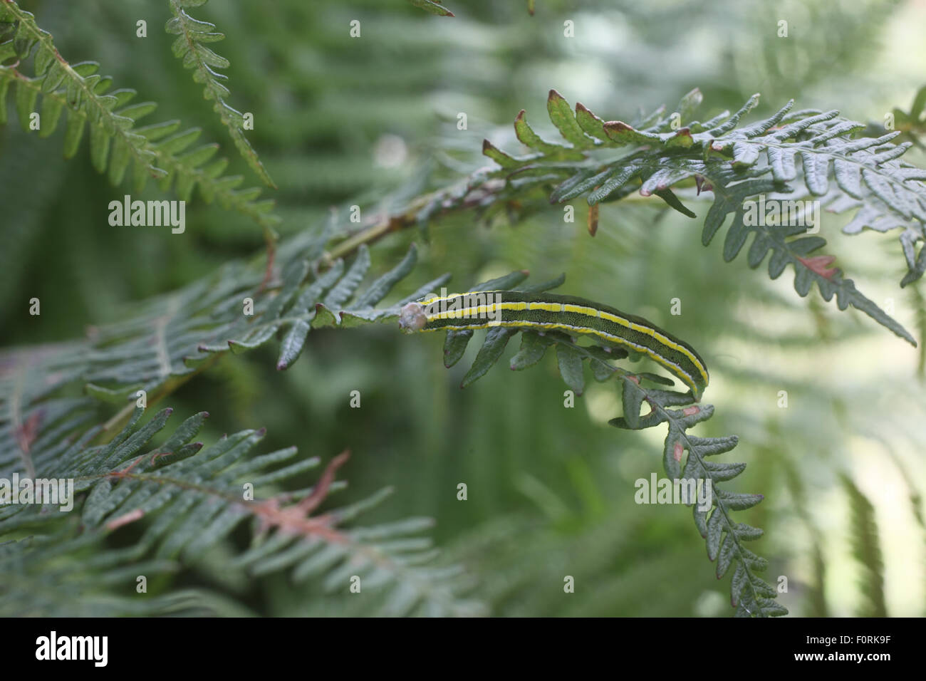 Ceramica pisi Broom moth caterpillar on bracken stalk Stock Photo - Alamy