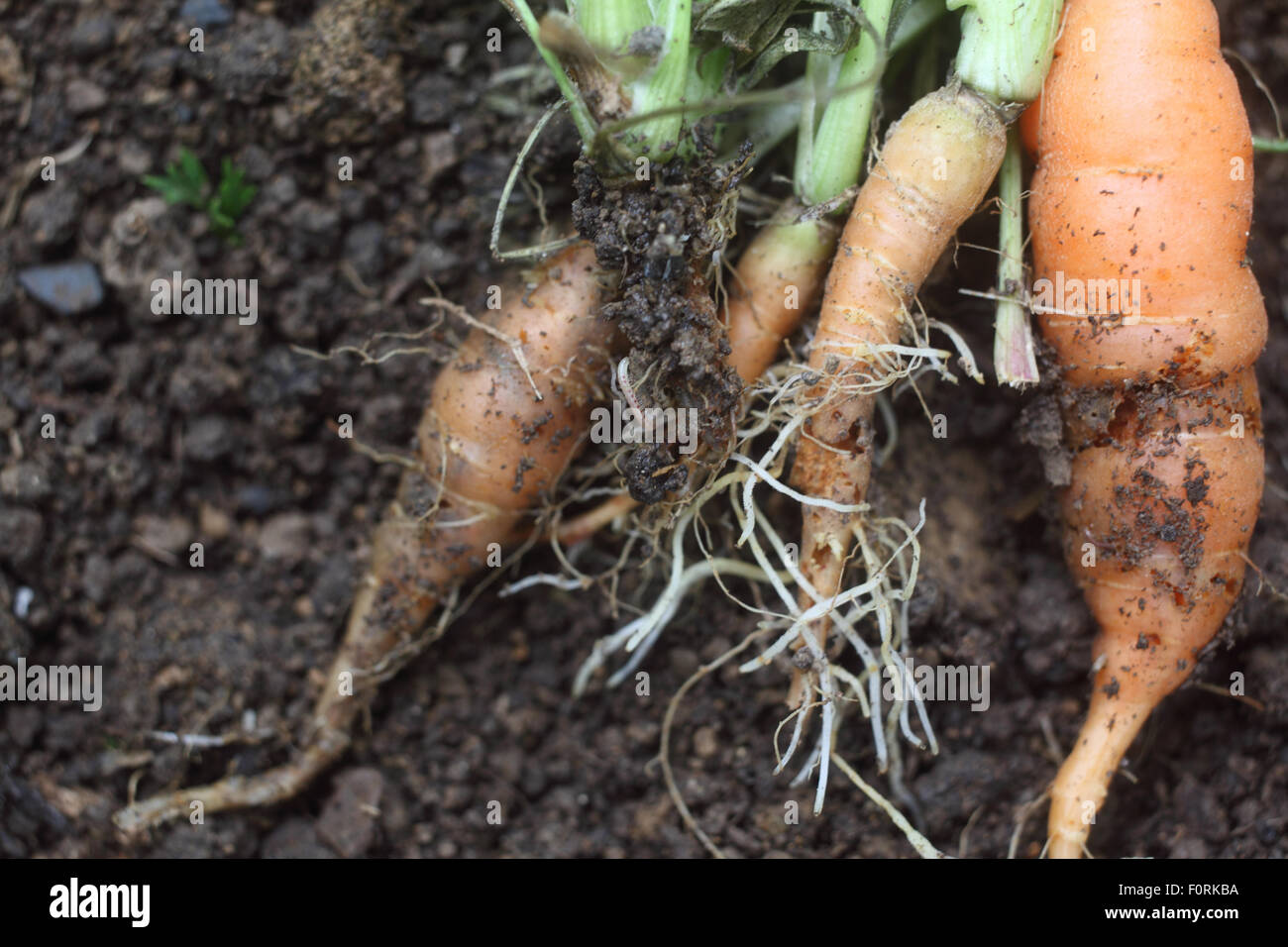 Carrots damaged by spotted millipedes Stock Photo - Alamy