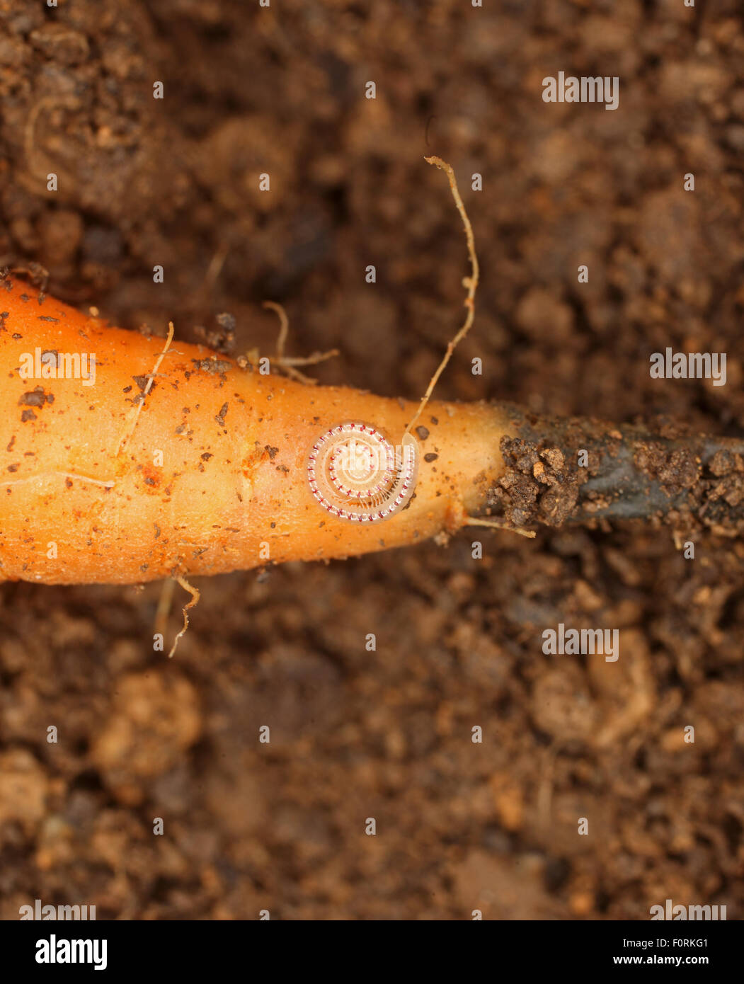 Blaniulus guttalatus Spotted millipede curled into coil when disturbed ...