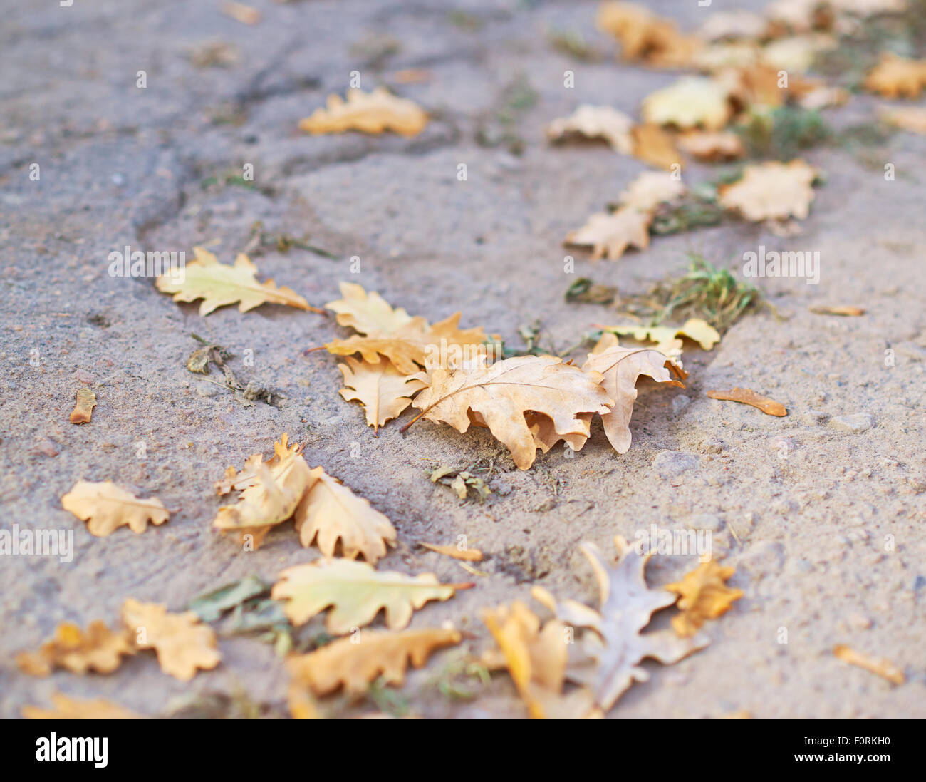 Pile of yellow maple leaves Stock Photo - Alamy