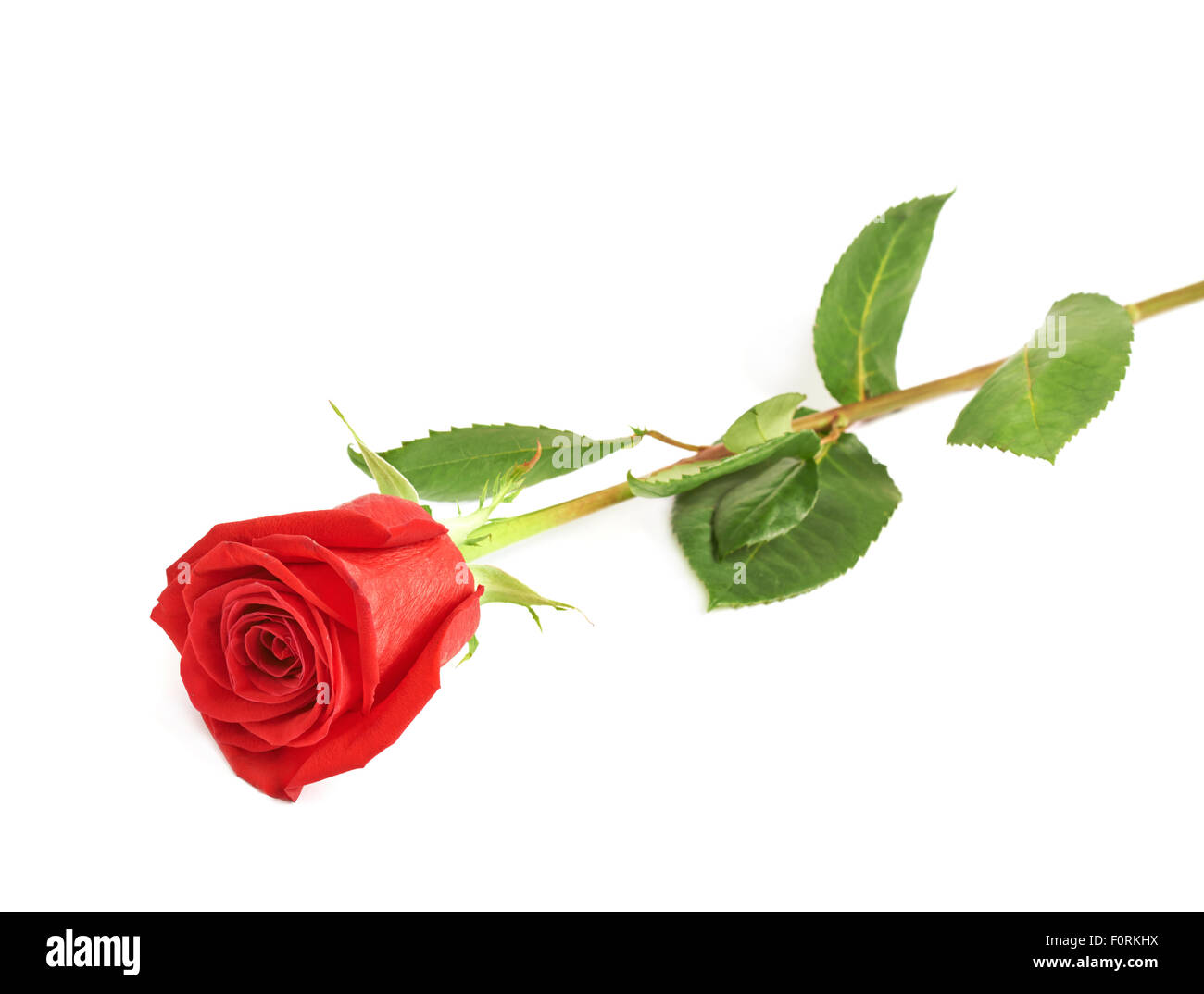 Single rose over the white surface Stock Photo - Alamy