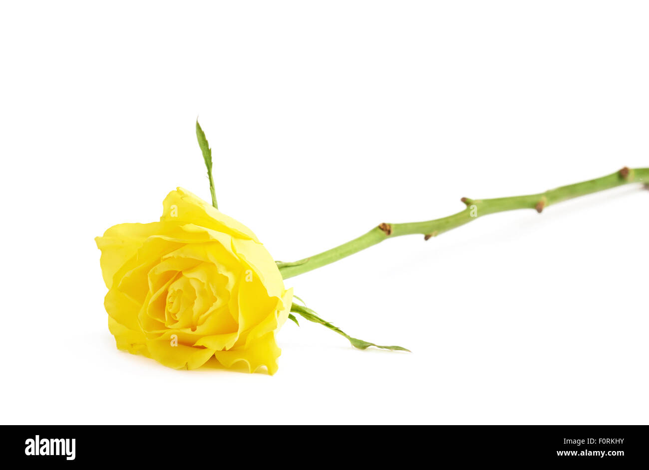 Single rose over the white surface Stock Photo - Alamy