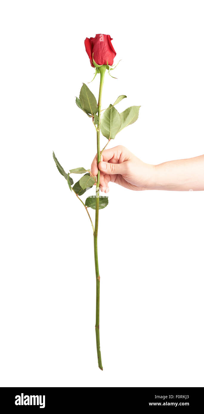 Hand holding a rose isolated Stock Photo - Alamy