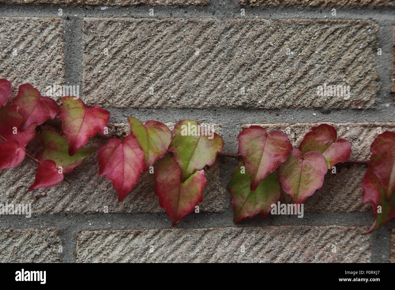 Ivy on brick wall hi-res stock photography and images - Alamy