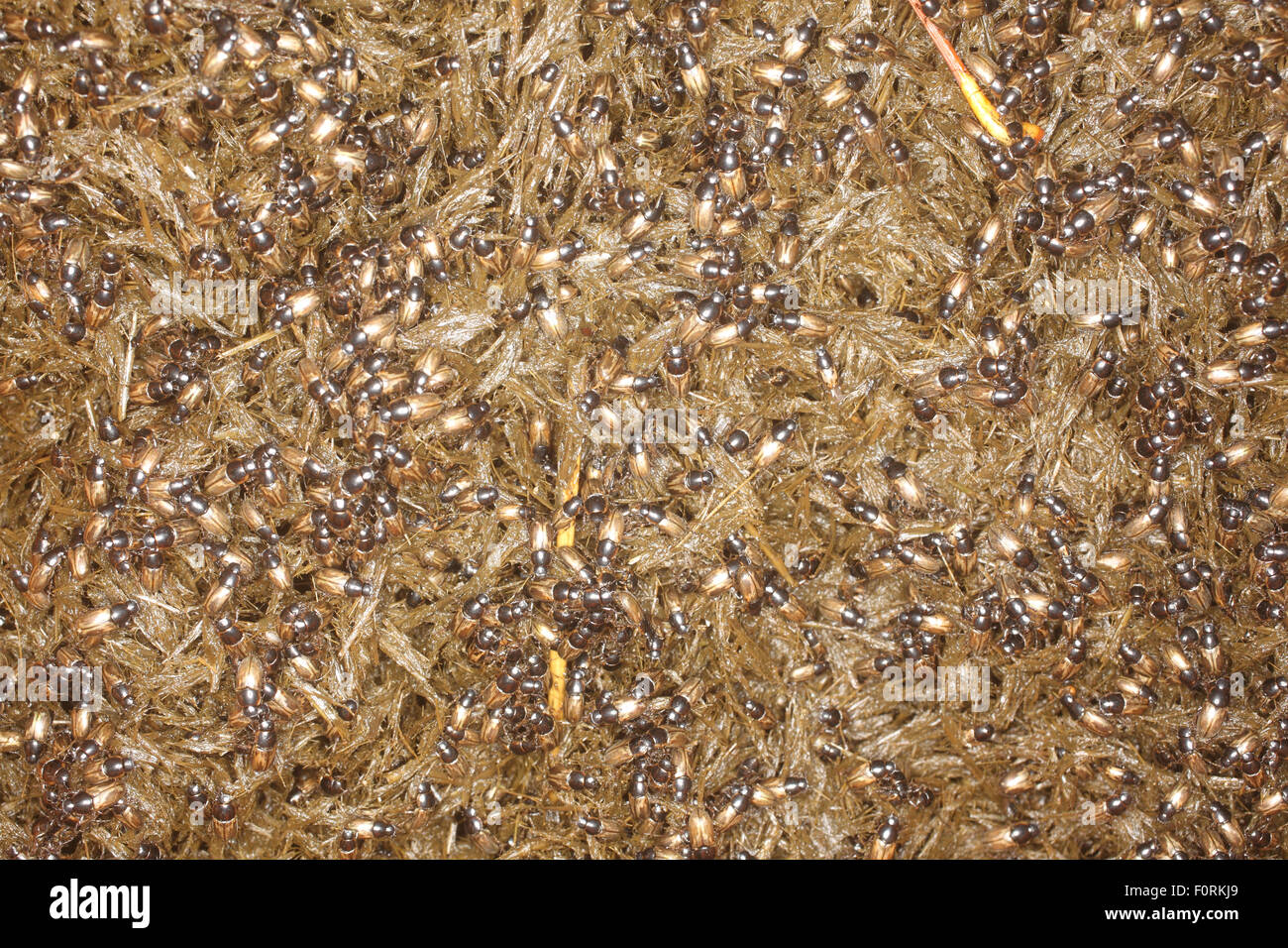 Dung beetle spp feeding and breeding in horse manure Stock Photo - Alamy