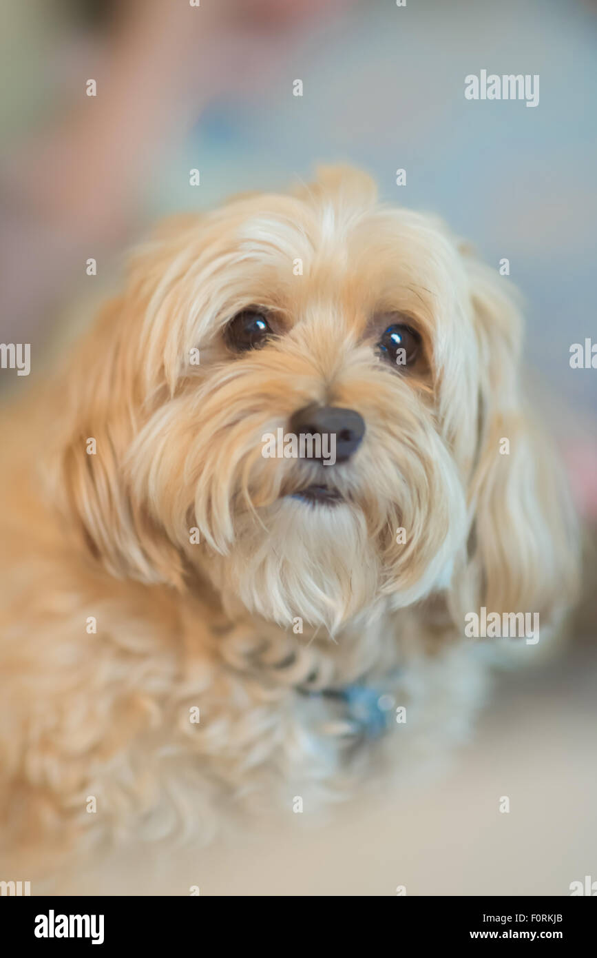 Cani Morkie How To Groom Your Dog 🐶 At Home (Morkie Grooming)