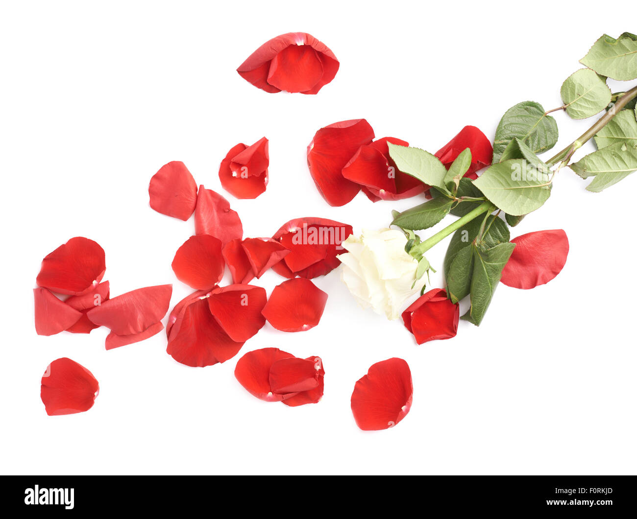 White rose composition Stock Photo - Alamy