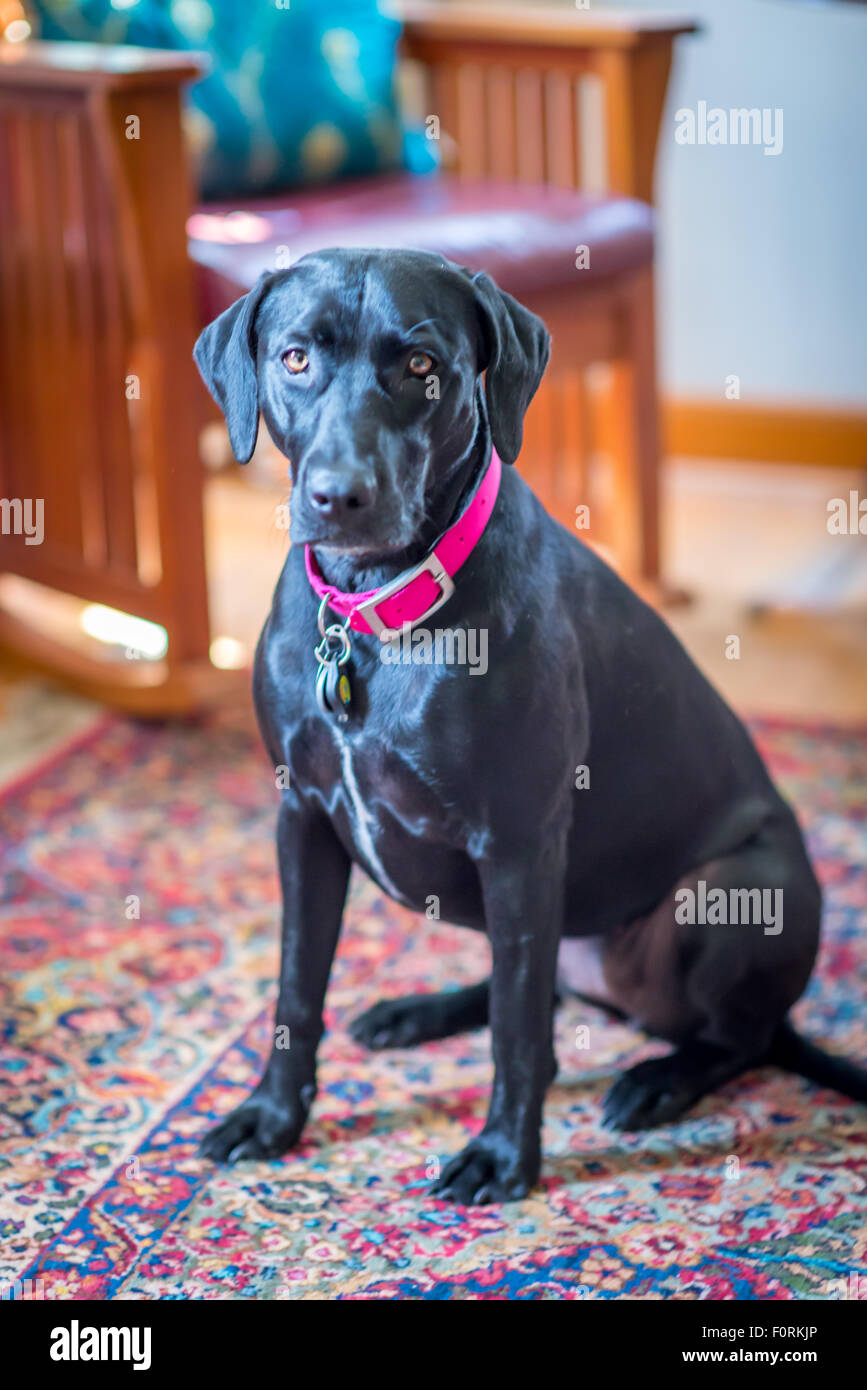 Black Lab Mix indoors Stock Photo - Alamy