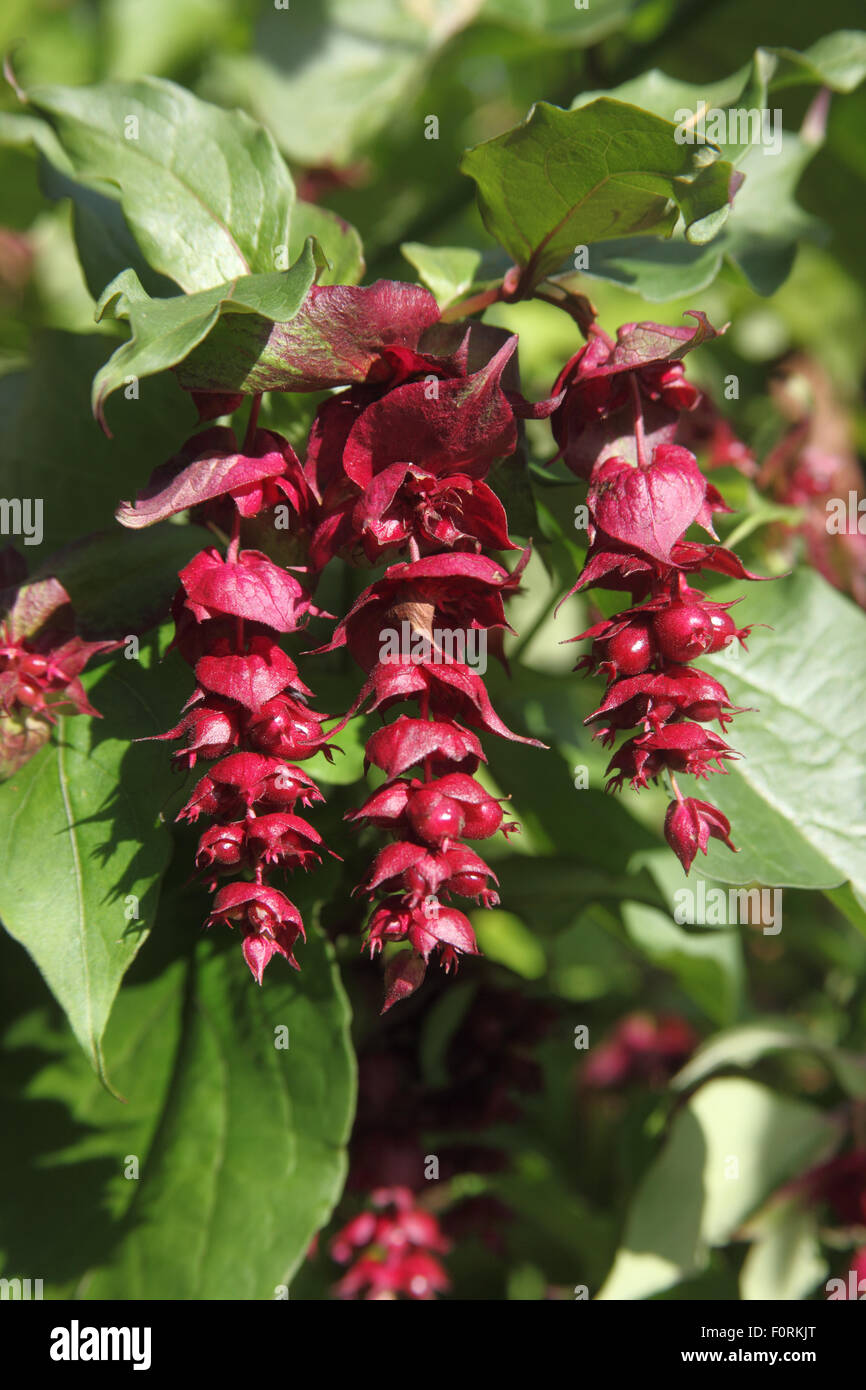 Leycesteria formosa berries hi-res stock photography and images - Alamy