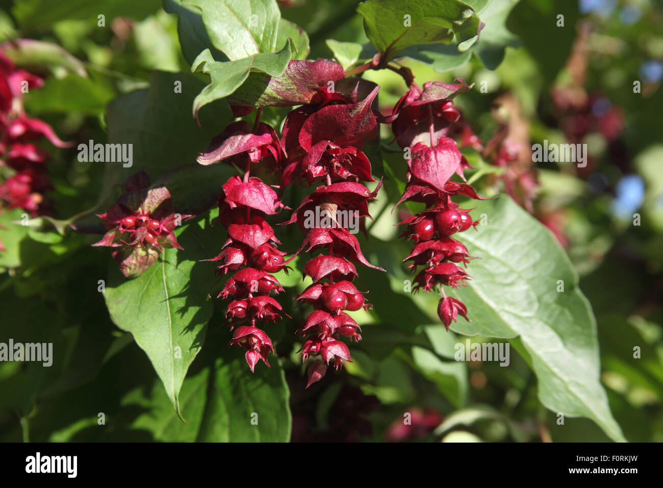 Leycesteria High Resolution Stock Photography and Images - Alamy