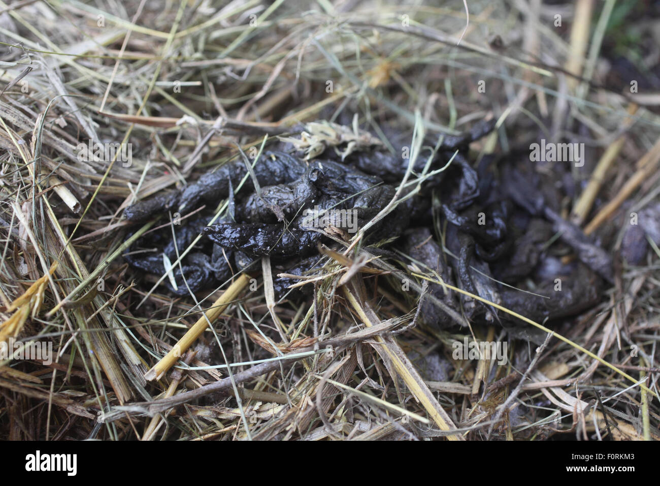 Mustela putoris Polecat scat close up Stock Photo - Alamy