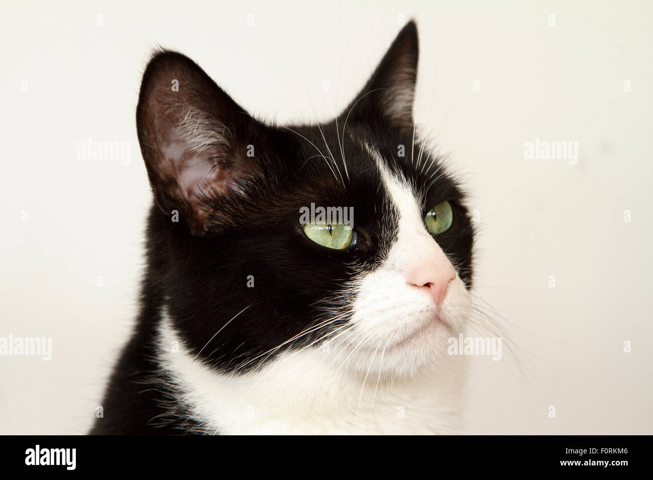 Black and white cat on a plain background Stock Photo - Alamy