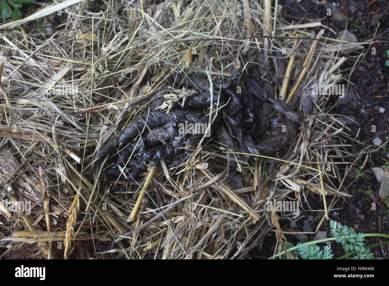 Mustela putoris Polecat scat close up Stock Photo - Alamy