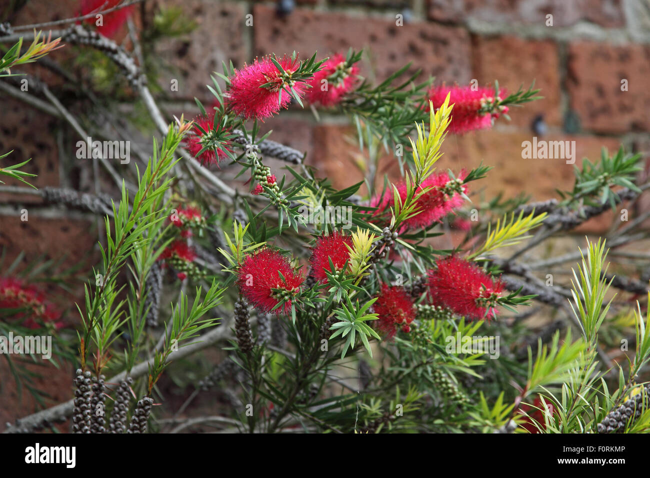 Callistemon linearis Bottle brush shrub close up of flower Stock Photo ...