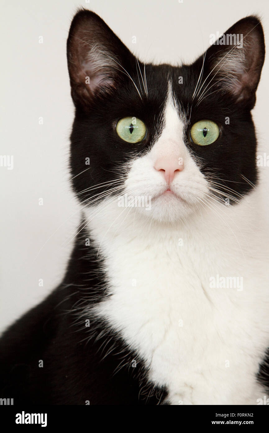 Black and white cat on a plain background Stock Photo - Alamy