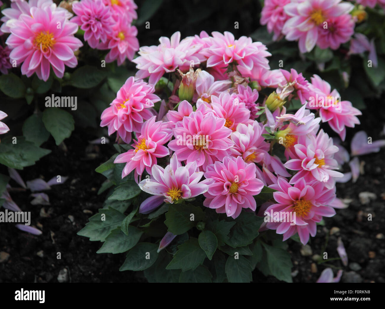 Dahlia 'Dalina Midi Malaysia' close up of flower Stock Photo - Alamy