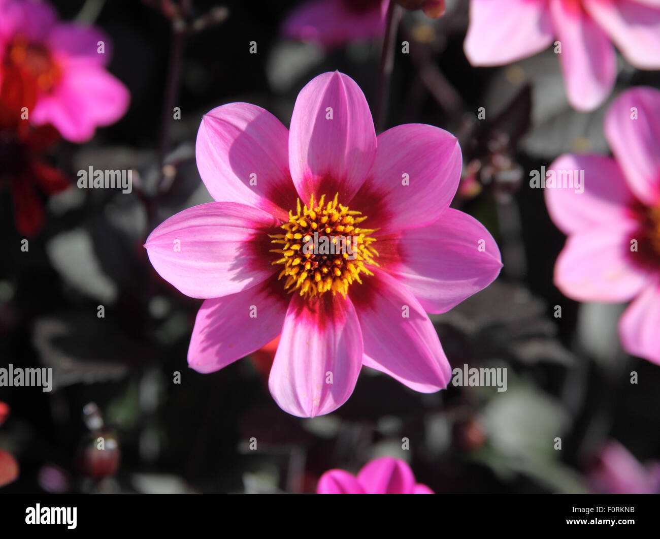 Wink hi-res stock photography and images - Alamy