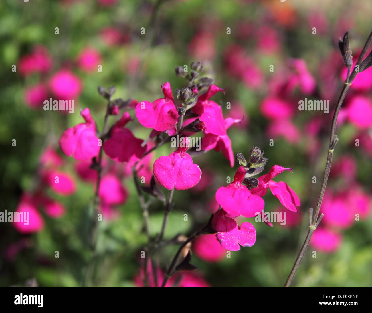 Salvia 'Dayglow' close up of flower Stock Photo - Alamy