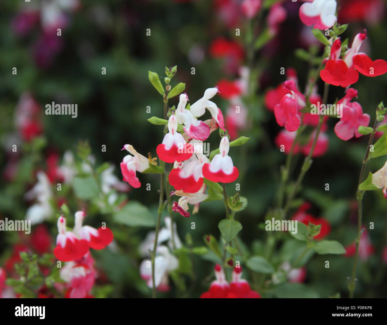 Salvia hot lips hi-res stock photography and images - Alamy