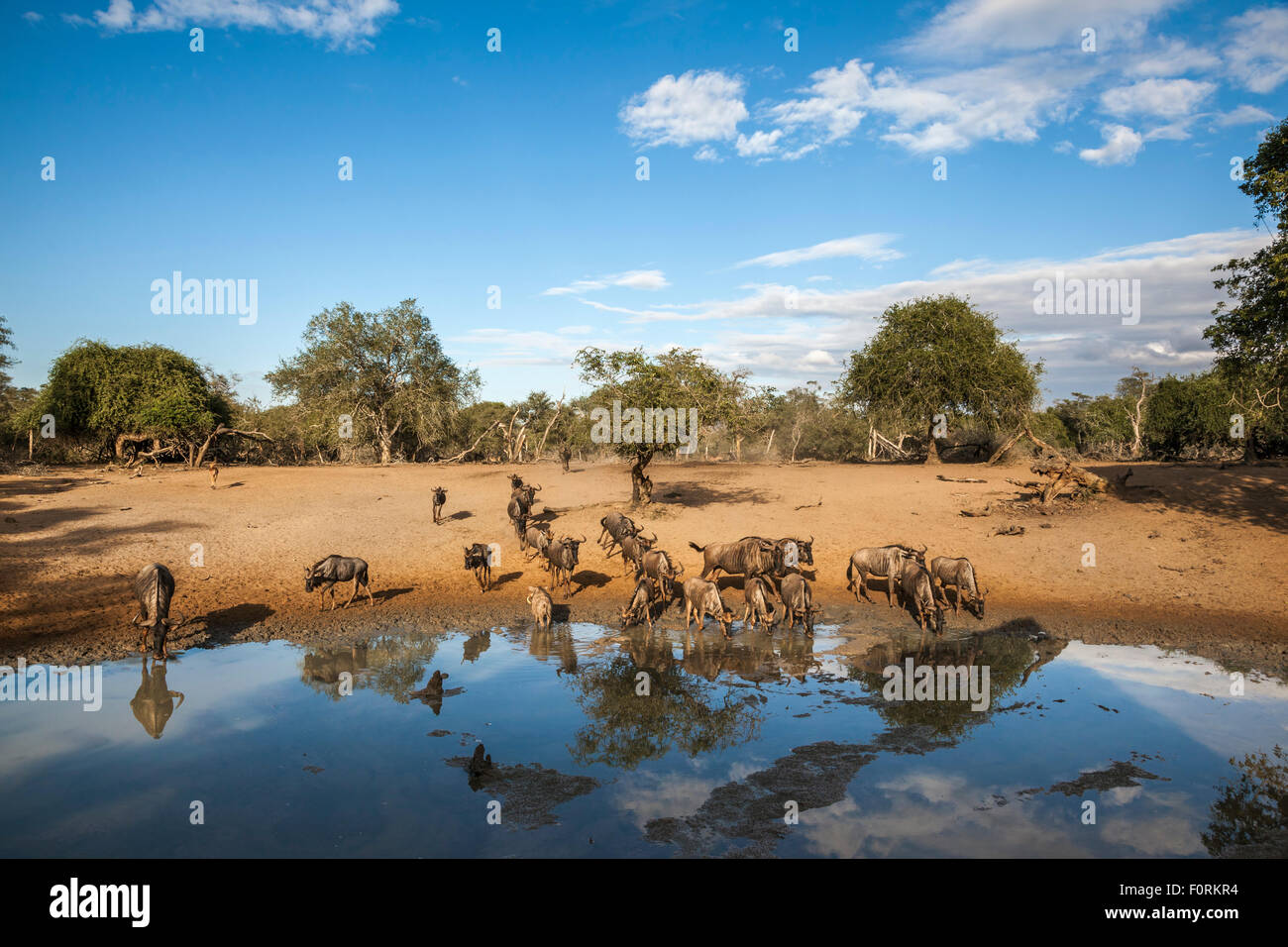 Common (blue) wildebeest (gnu) (Connochaetes taurinus) at water, Mkhuze ...