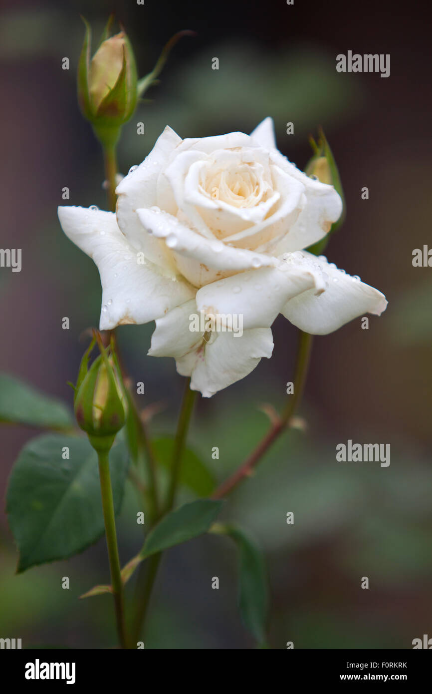 Real rose flower hi-res stock photography and images - Alamy