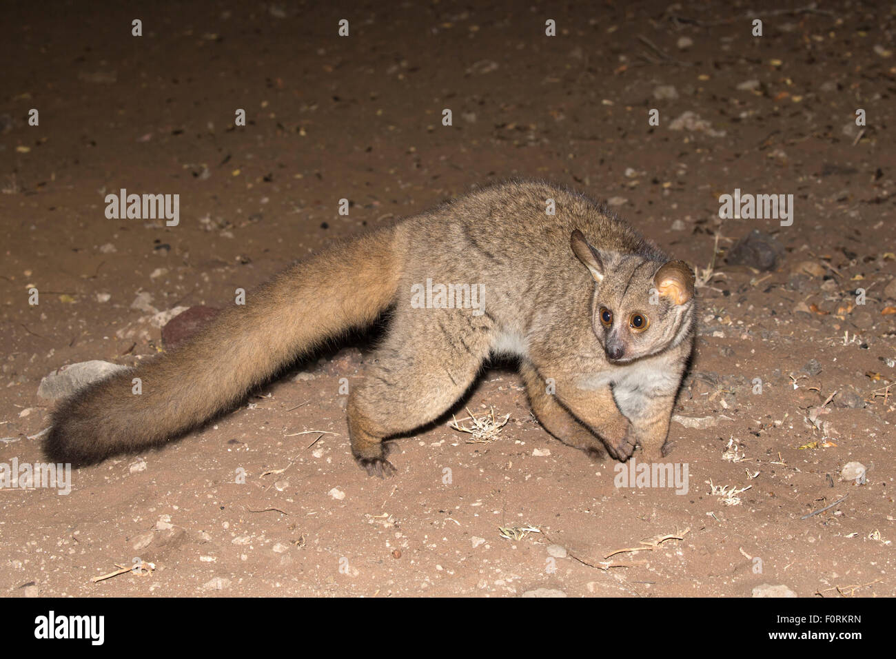 Greater Bush Baby