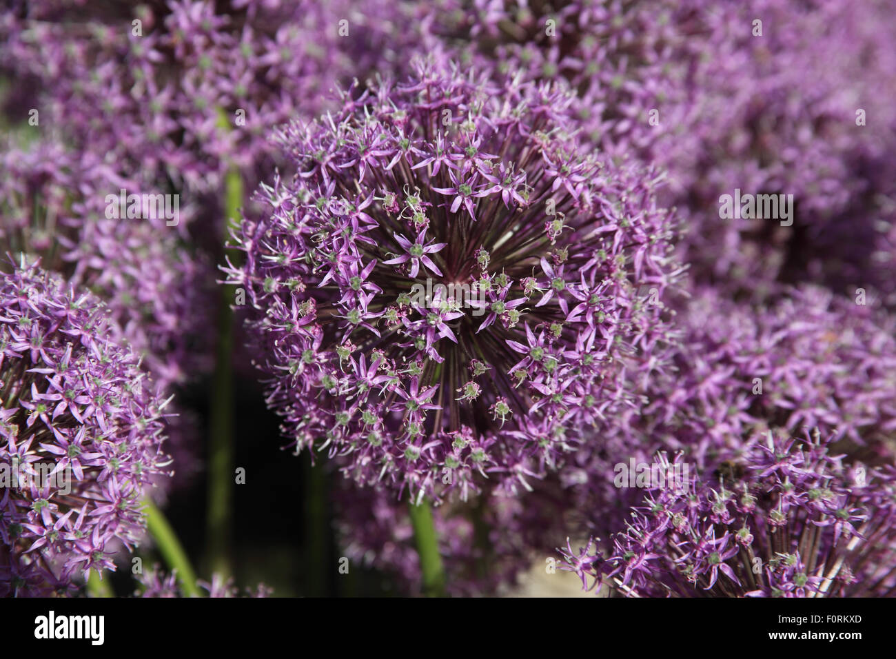 Allium 'Mars' close up of flower Stock Photo - Alamy