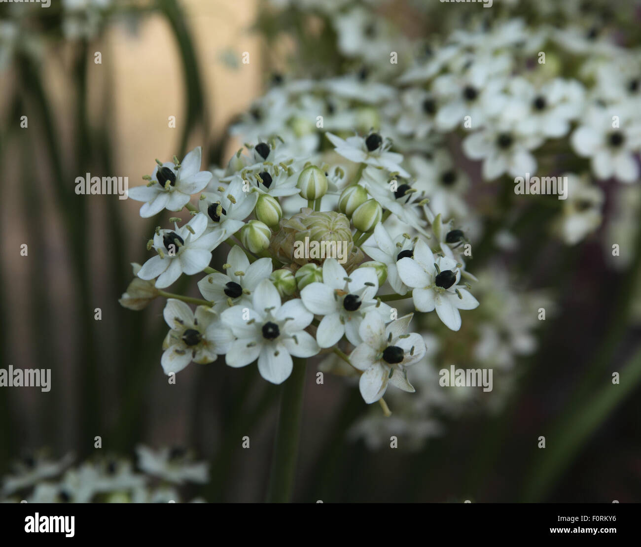 Flower ornithogalum hi-res stock photography and images - Alamy