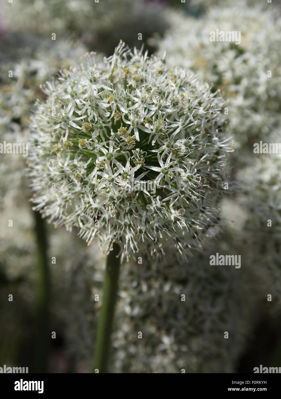 Allium mount everest hi-res stock photography and images - Alamy