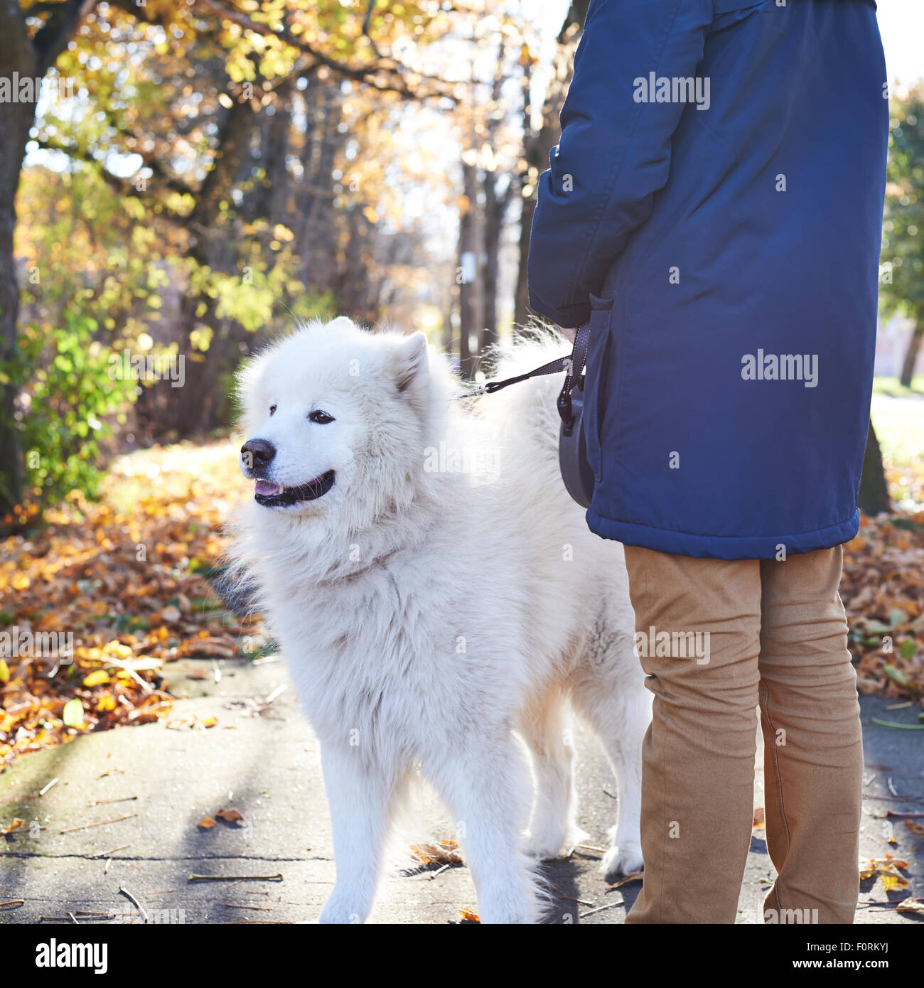 Walking Arctic Spitz Samoyed dog outdoors Stock Photo - Alamy